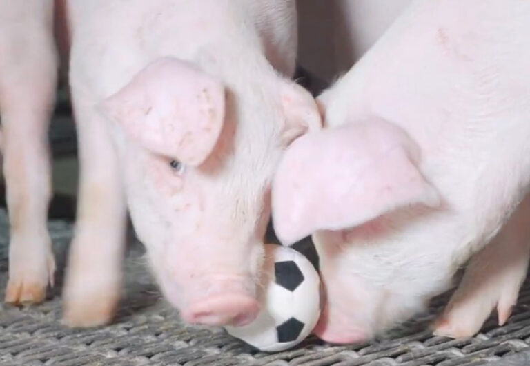 Ingredients - the Simple Care for Beauty and Health